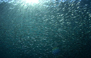 Updated WWF-SASSI listings raise Green and Red flags for SA’s fisheries ...