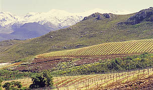 Oak Valley Wines | WWF South Africa