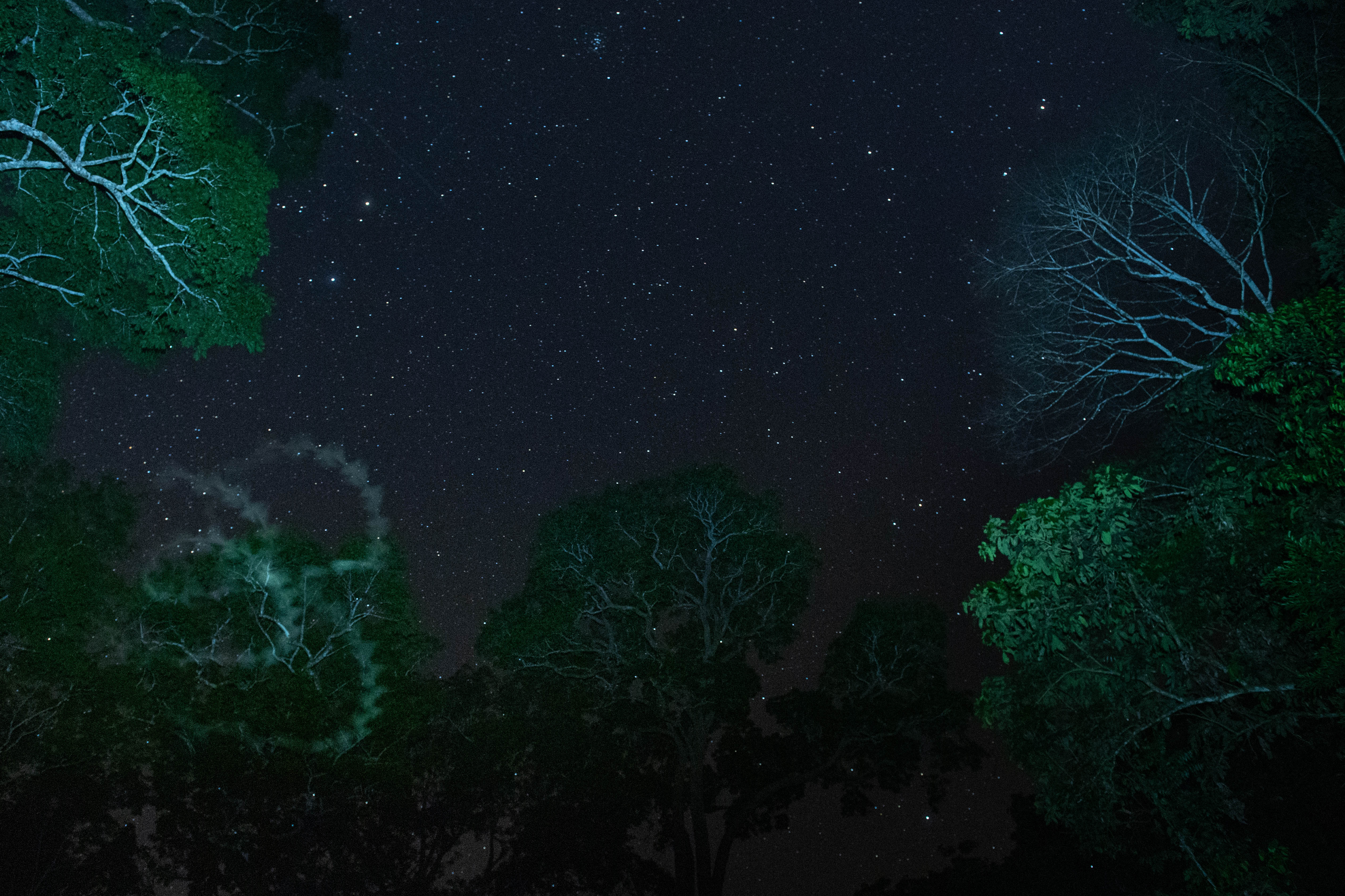 Congo Basin forests at risk of continuous loss by 2050, study finds ...