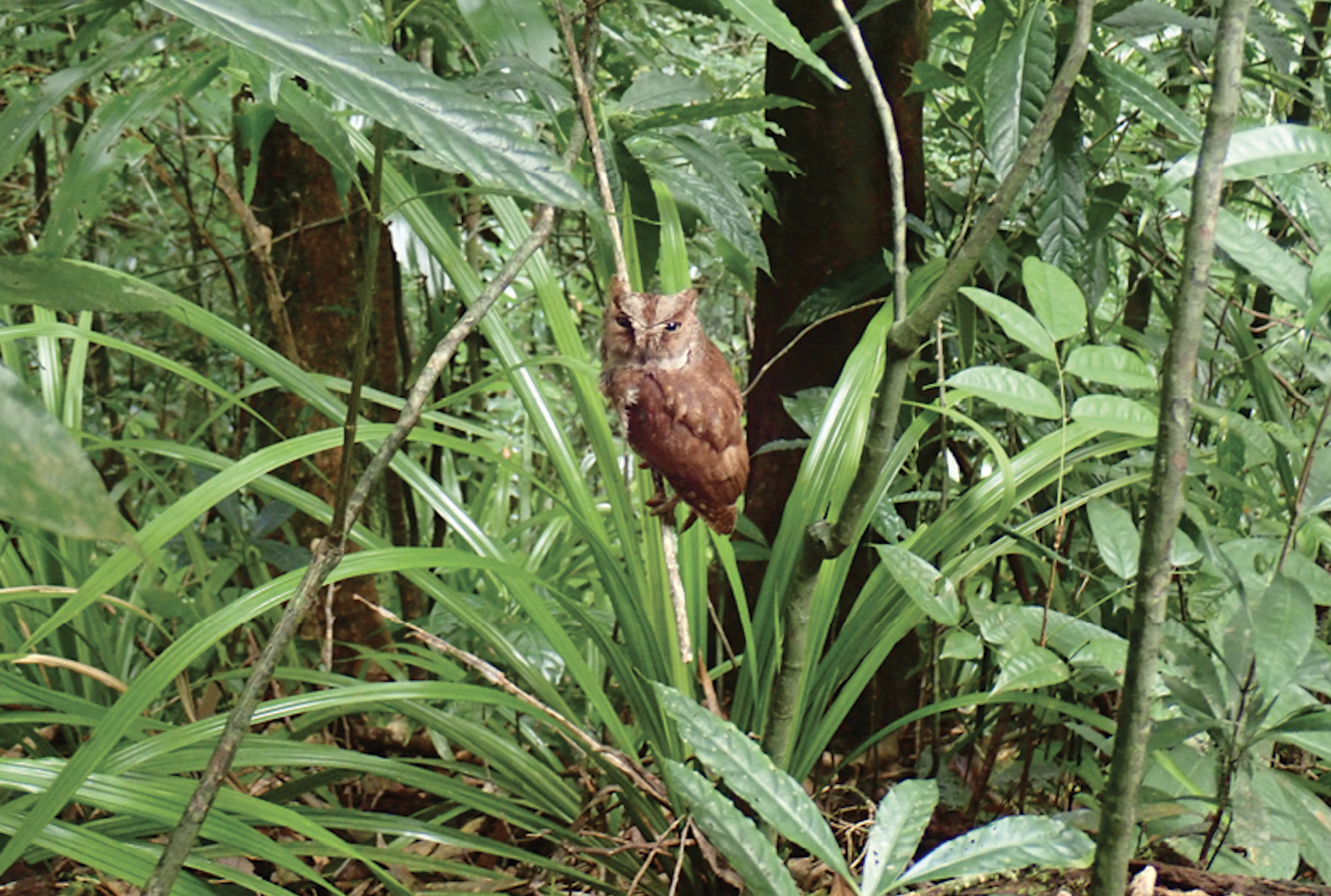 Coffee, crocodile and monkey - 742 new species discovered in the Congo ...