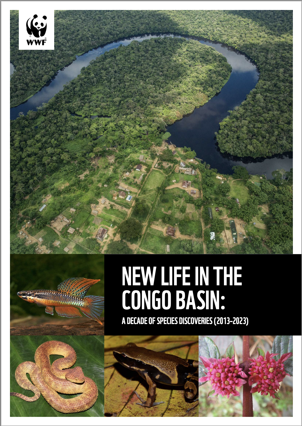 New Life in the Congo Basin: A Decade of Species Discoveries (2013-2023 ...